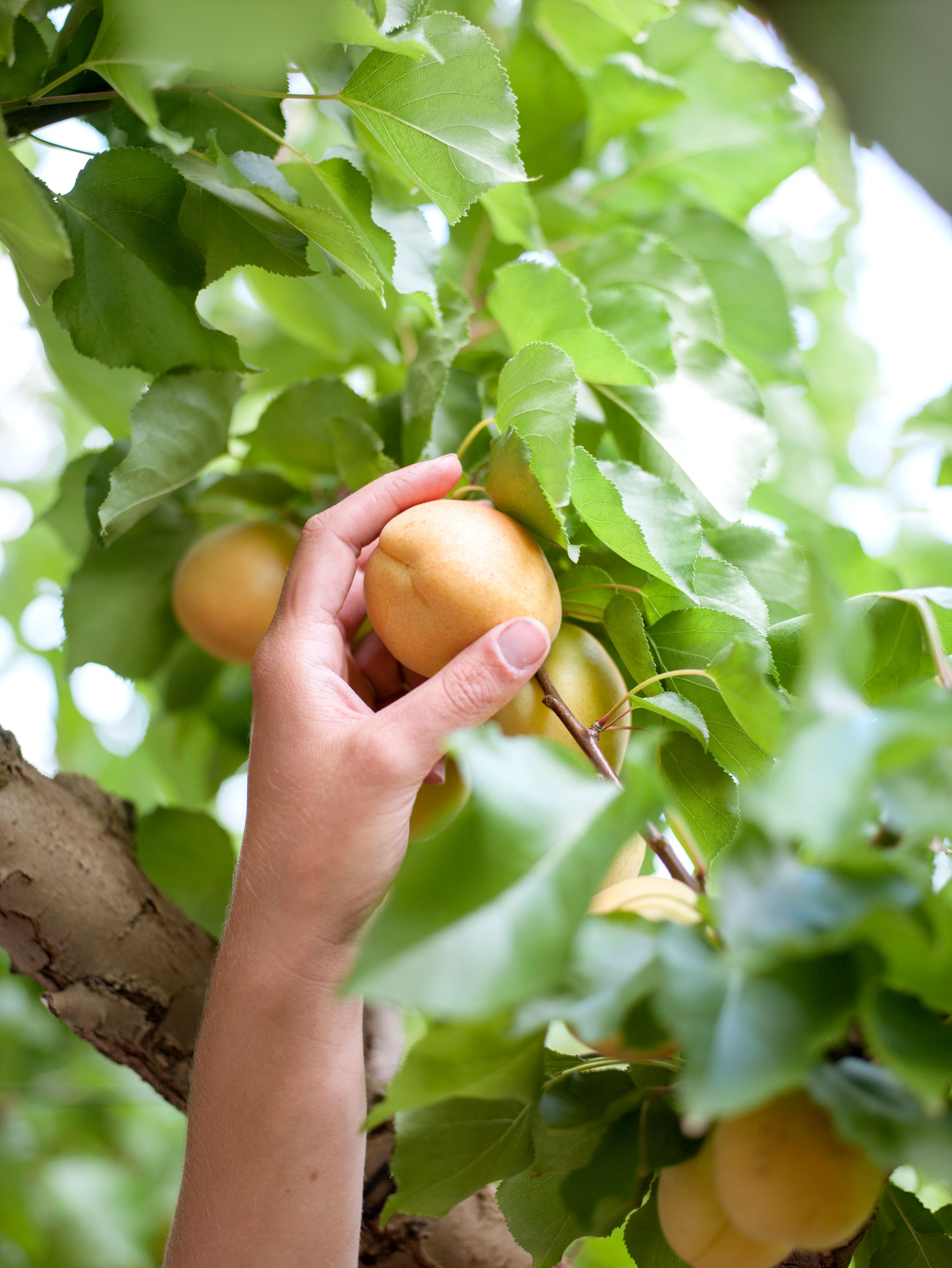 Jackson Orchards - Guided Orchard Tour » VisitorPoint