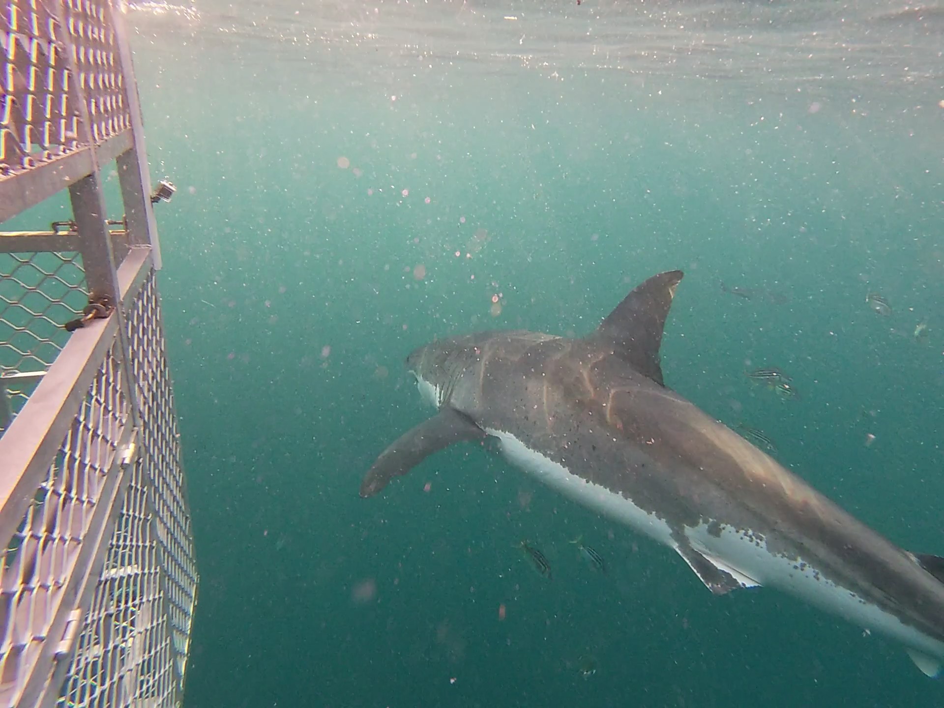 Shark Cage Diving & Sightseeing » VisitorPoint